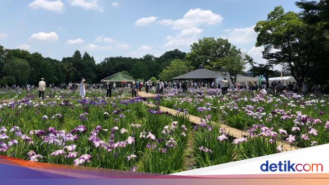 Bunga Ini Bikin Tokyo Makin Cantik