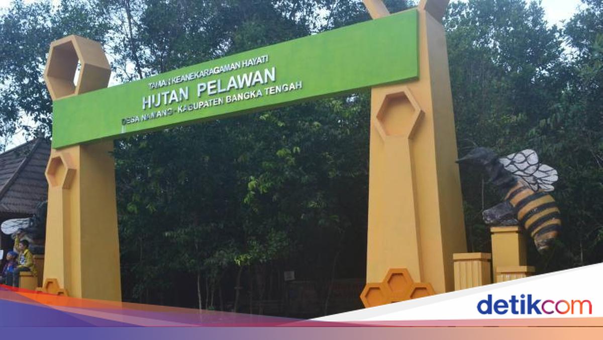 Hutan Pelawan, Bagai Oase Hijau di Pulau Bangka