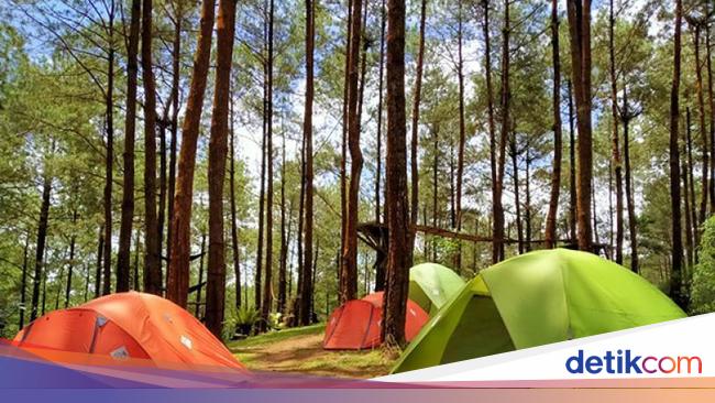 Hutan Pinus Kalilo, Wisata Instagramable di Purworejo