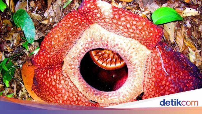 Ini Penampakan Bunga Raflesia Arnoldi Ketika Mekar di Bengkulu