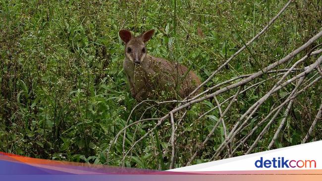 Kanguru Lucu, Kasuari Unik, dan Semut Predator di Taman Nasional Wasur ...