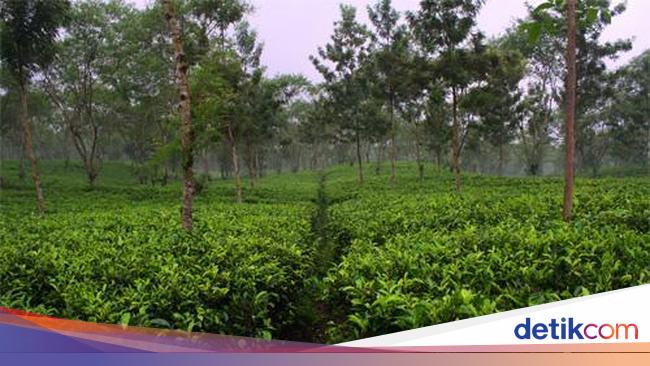 Kebun Teh Wonosari, Kesejukan Khas Malang