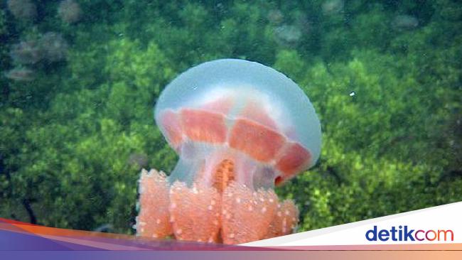 Keren! Indonesia Punya Danau Ubur-ubur Terbesar di Dunia