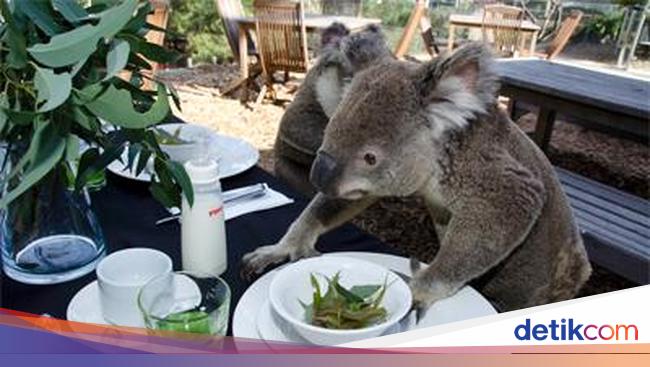 Lucu! Sarapan Bersama Koala di Sydney