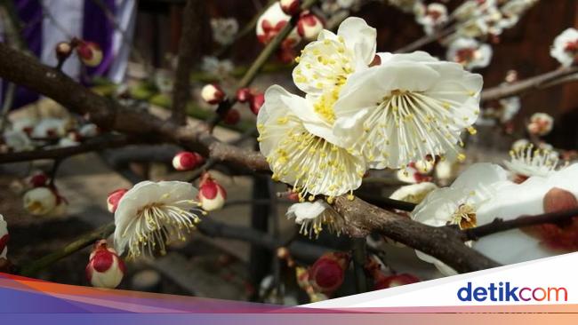 Melihat Bunga Ume Saat Musim Semi di Jepang