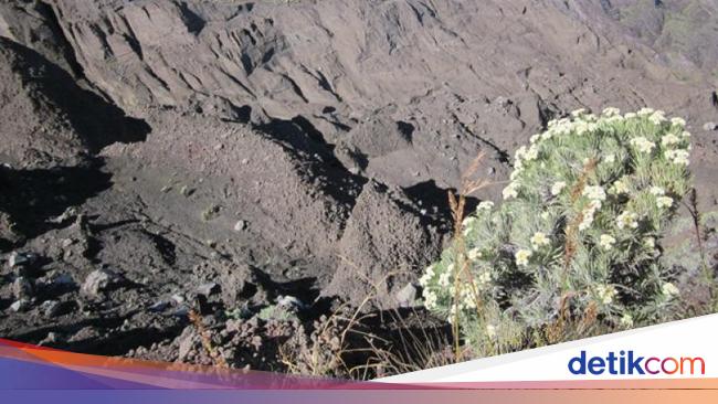 Melihat Keindahan Bunga Edelweiss di Gunung Rinjani