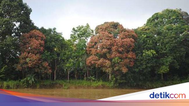 Mengenal Pesona Kutai Lebih Dekat di Festival Adat Erau Mengenal Pesona Kutai Lebih Dekat di Festival Adat Erau