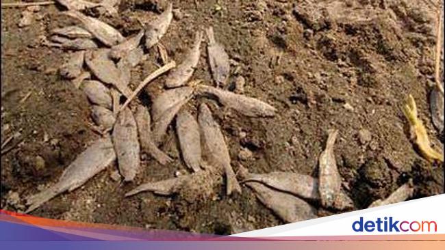 Unik! Ada Hujan Ikan di Kota Yoro, Honduras