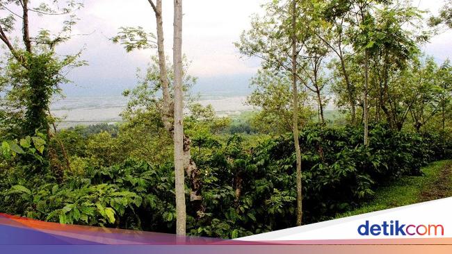 Wisata Kopi di Kampoeng Kopi Banaran, Semarang