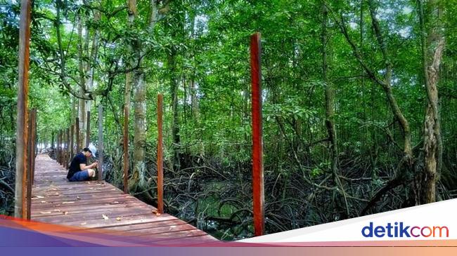 Yang Hijau-hijau di Wisata Mangrove Muara Badak