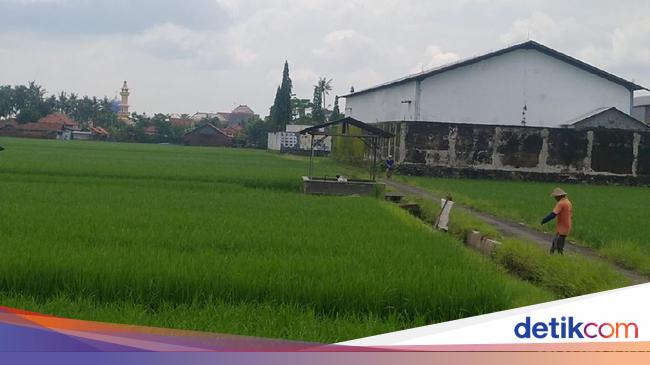 Viral Pasangan Diduga Mesum Siang Bolong di Tengah Sawah Pekalongan