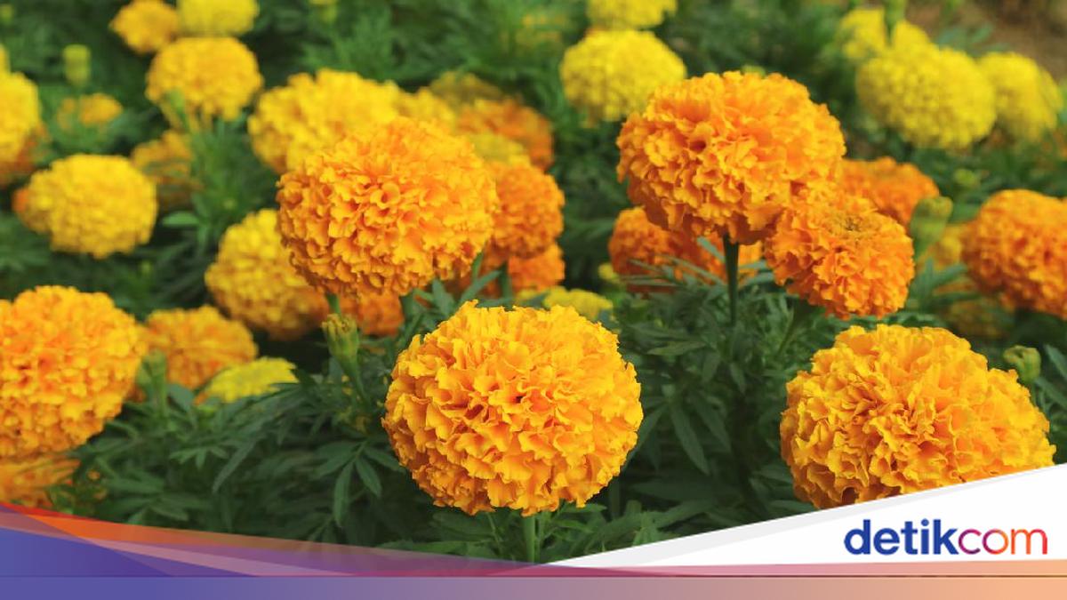 6 Tanaman yang Tidak Disukai Nyamuk, Ada di Rumahmu?