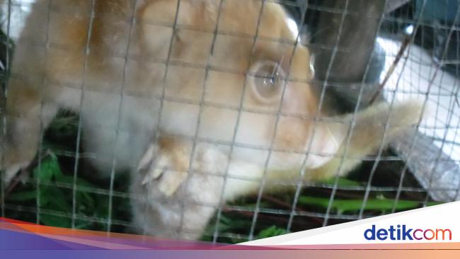 Aiih.. Lucunya Kuskus Tutul dan Ular Piton Papua