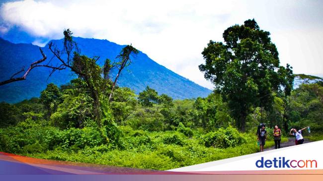 Baluran, Africa Van Java