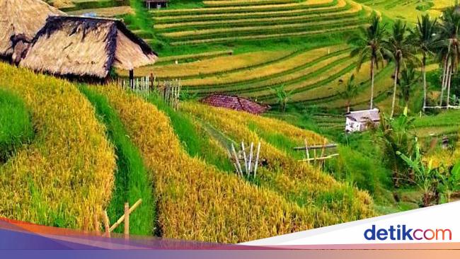 Begini Cantiknya Sawah Khas Bali di Tabanan