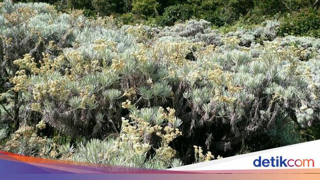 Foto: Bunga Edelweiss Gunung Gede, Cantikmu Abadi