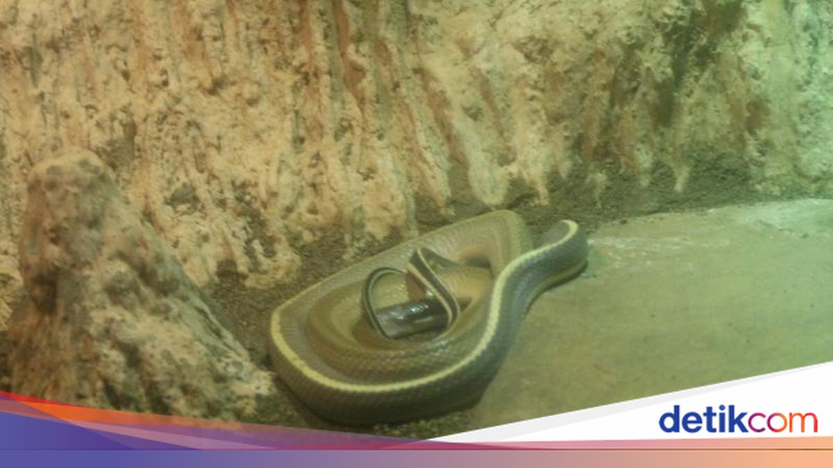 Intip Yuk, Koleksi Reptil Unik di Batu Secret Zoo