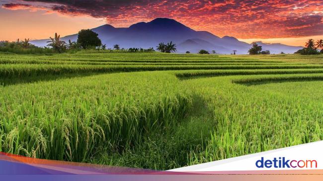 Pesona Persawahan Indonesia di Bengkulu Utara