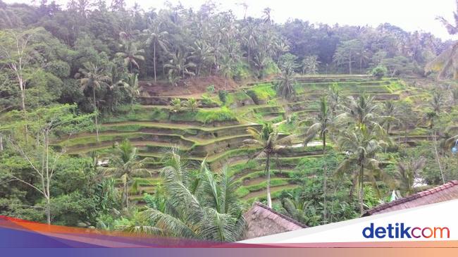 Pesona Sawah Terasering Bali di Tegal Alang, Ubud