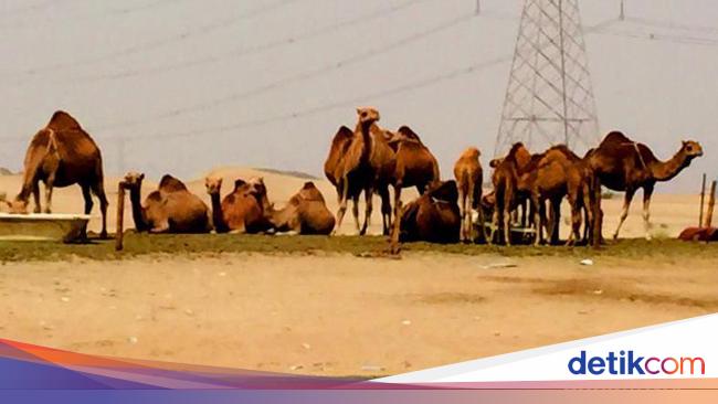 Peternakan Unta Padang Pasir di Makkah