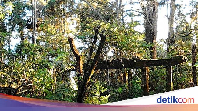 Sudut Cantik Alun-alun Surya Kencana di Gunung Gede