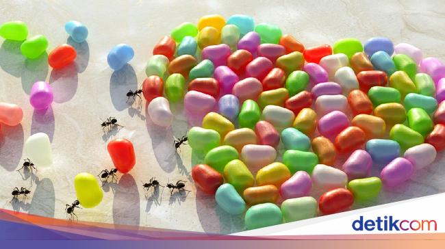 Kenapa Semut Suka Gula dan Makanan Manis? Cek Faktanya!