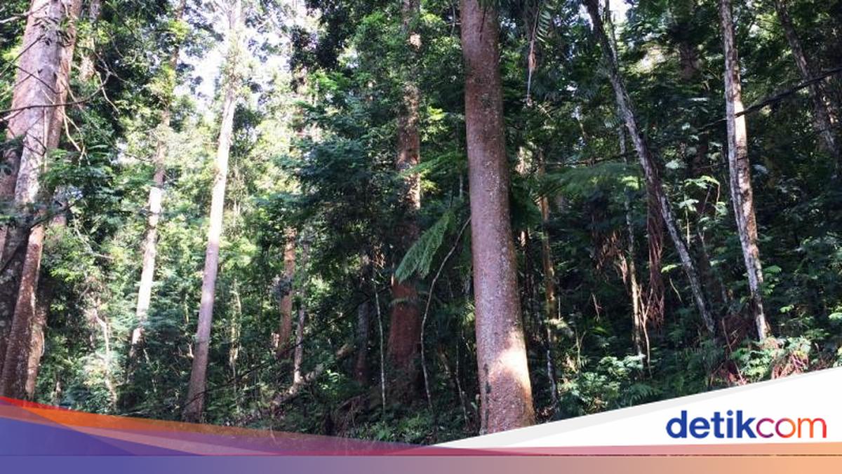 Menjelajahi Hutan Taman Nasional Gunung Gede Pangrango