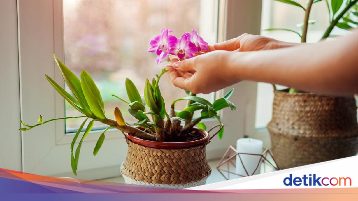 Bunga Anggrek: Jenis, Ciri-ciri, dan Maknanya