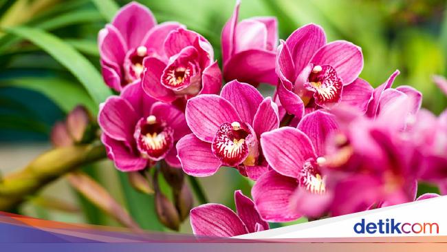 Bunga Nasional Negara-negara ASEAN, Melati hingga Rumdul