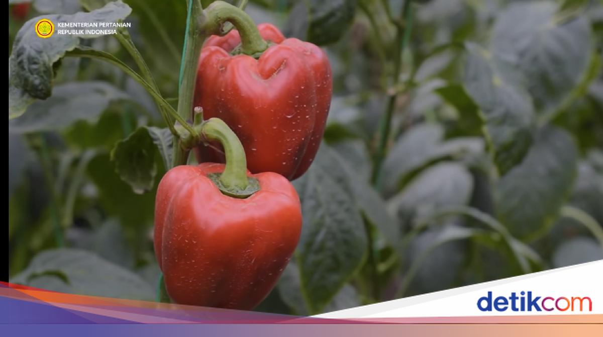 Ditantang Dosen Bikin Kebun Paprika, Pria Ini Berhasil Raup Omzet ...