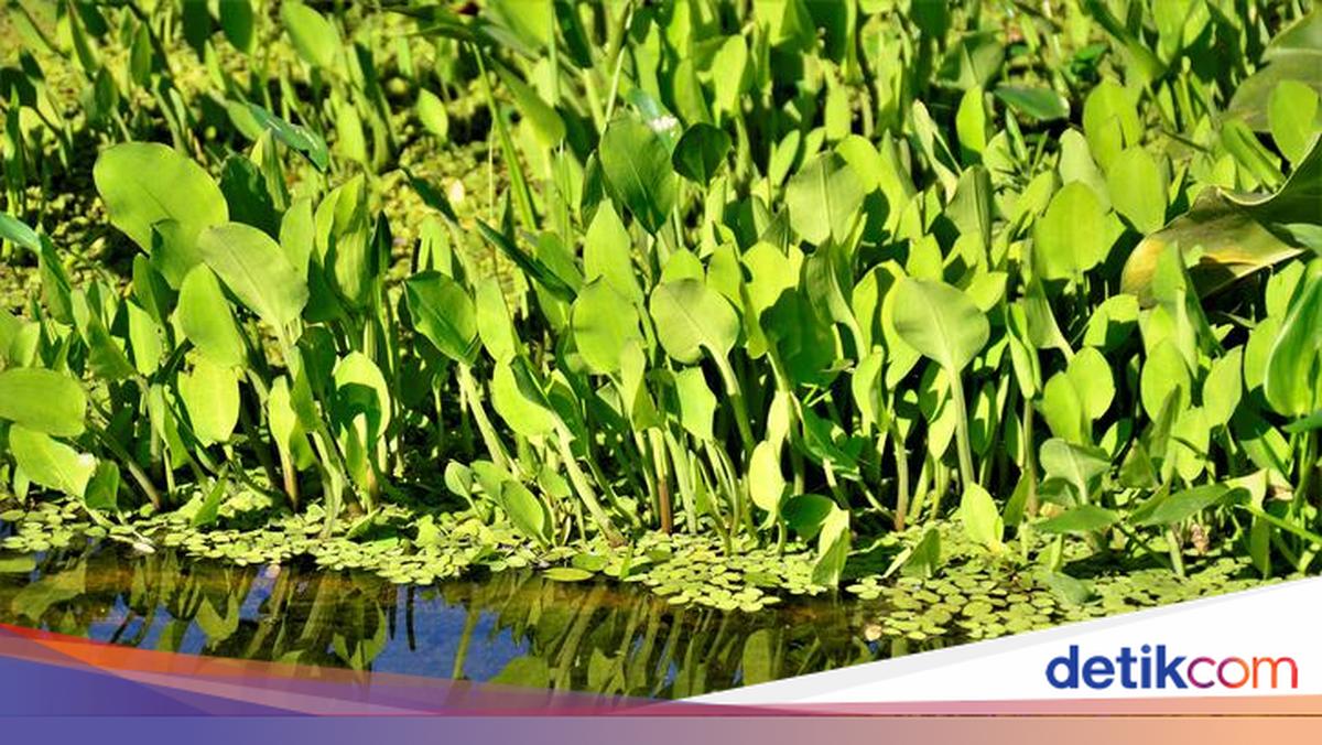 Sejarah dan Lirik Lagu Genjer-genjer, Terinspirasi dari Makanan Jelata