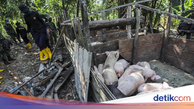 Tim Gabungan Amankan Belasan Peternakan Babi Ilegal di Batam