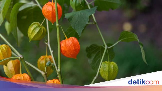16 Manfaat Buah Ciplukan yang Sangat Berkhasiat untuk Tubuh