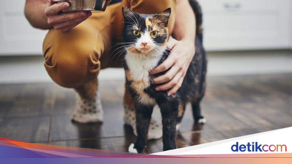 Viral Penjagalan Kucing untuk Dimakan, Ini Bahaya Konsumsi Daging Kucing