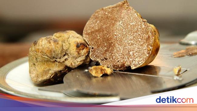 Prancis Berhasil Budidayakan Jamur White Truffle yang Berharga Fantastis