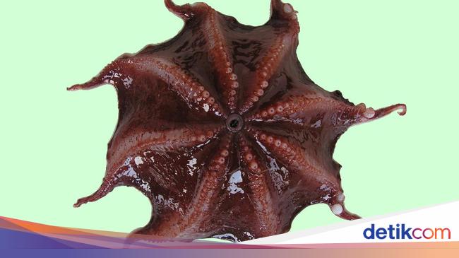 Mengenal Cumi-cumi Vampir