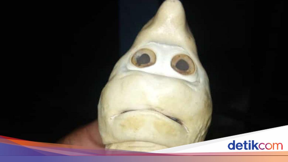 Hiu Berwajah Mirip Manusia di NTT Diduga karena Efek Limbah