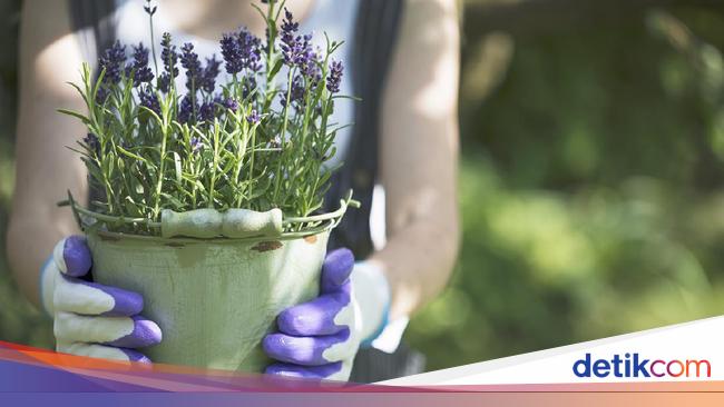 10 Tanaman Hias Pembawa Rezeki Menurut Feng Shui