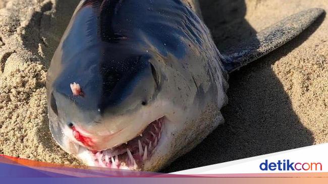 Hiu Ditemukan Mati di Pantai Meksiko, Ternyata Dibunuh Ikan Pari
