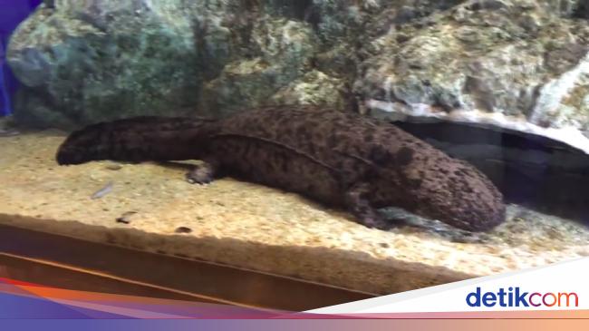 Selamat Jalan Salamander Raksasa Terbesar di Jepang