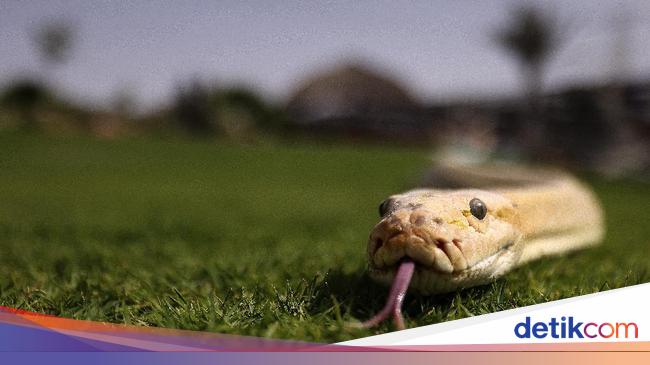 Seram, Ular Berbisa Masuk ke Dalam Mobil Warga