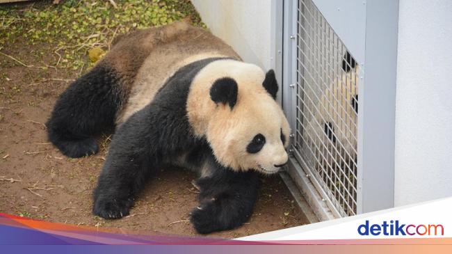 Setelah 4 Tahun, Panda di Kebun Binatang Ini Mau Kawin