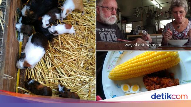 Duh! Pasangan Lansia Ini Beternak Tikus Belanda Untuk Dimakan