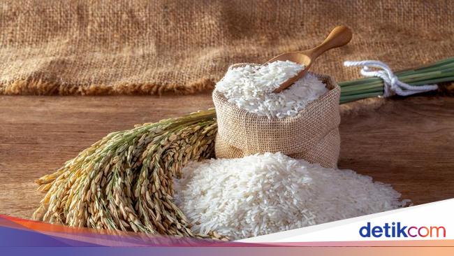 10 Cara Menghilangkan Kutu Beras, Mudah, dan Ampuh!