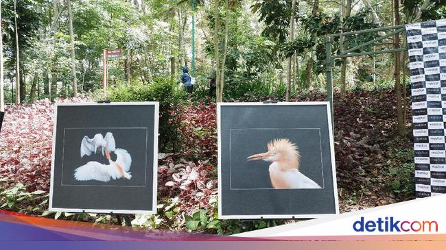 Foto: Indahnya Burung Blekok dalam Pameran Fotografi
