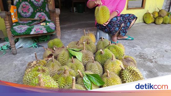 Curah Hujan Tinggi, Hasil Panen Durian Candimulyo Berkurang