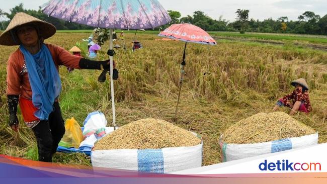 Pertentangan Panas Harga Gabah dan Beras Bapanas