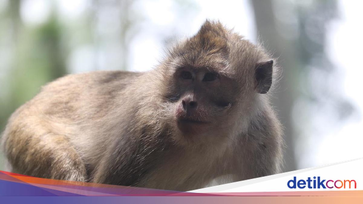 Gerombolan Monyet Liar Bikin Warga Garut Resah