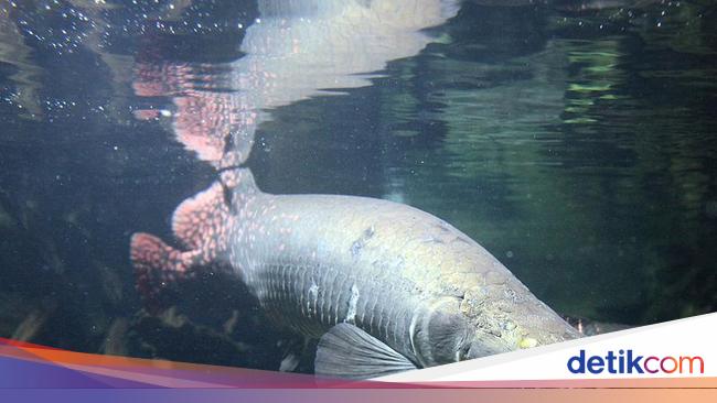 6 Fakta Arapaima, Ikan Raksasa yang Ditemukan di Garut