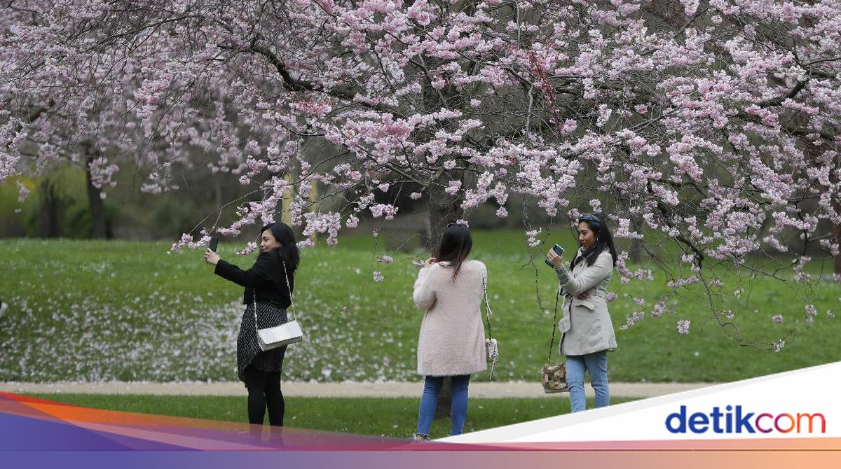 4 Musim di Jepang Berdasarkan Bulan, dari Semi hingga Dingin